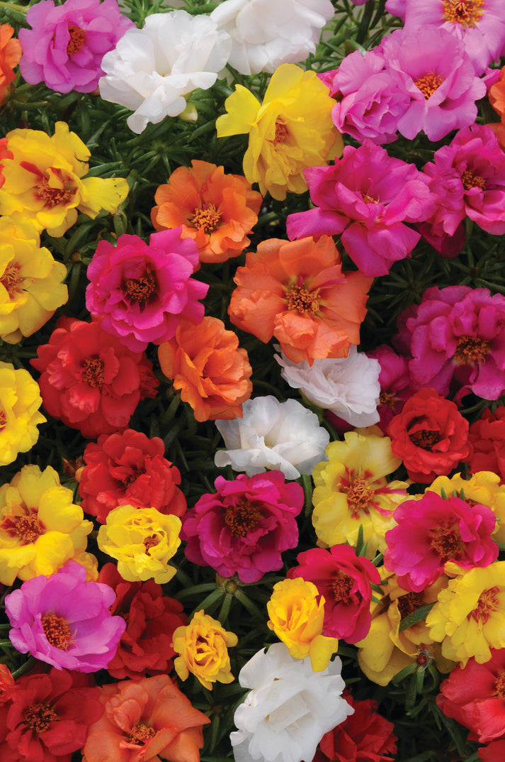 Portulaca Mix Master – Kwekerij Imenhof